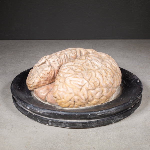 19th c. Bock-Steger Anatomical Brain Model, Germany | S16 Home