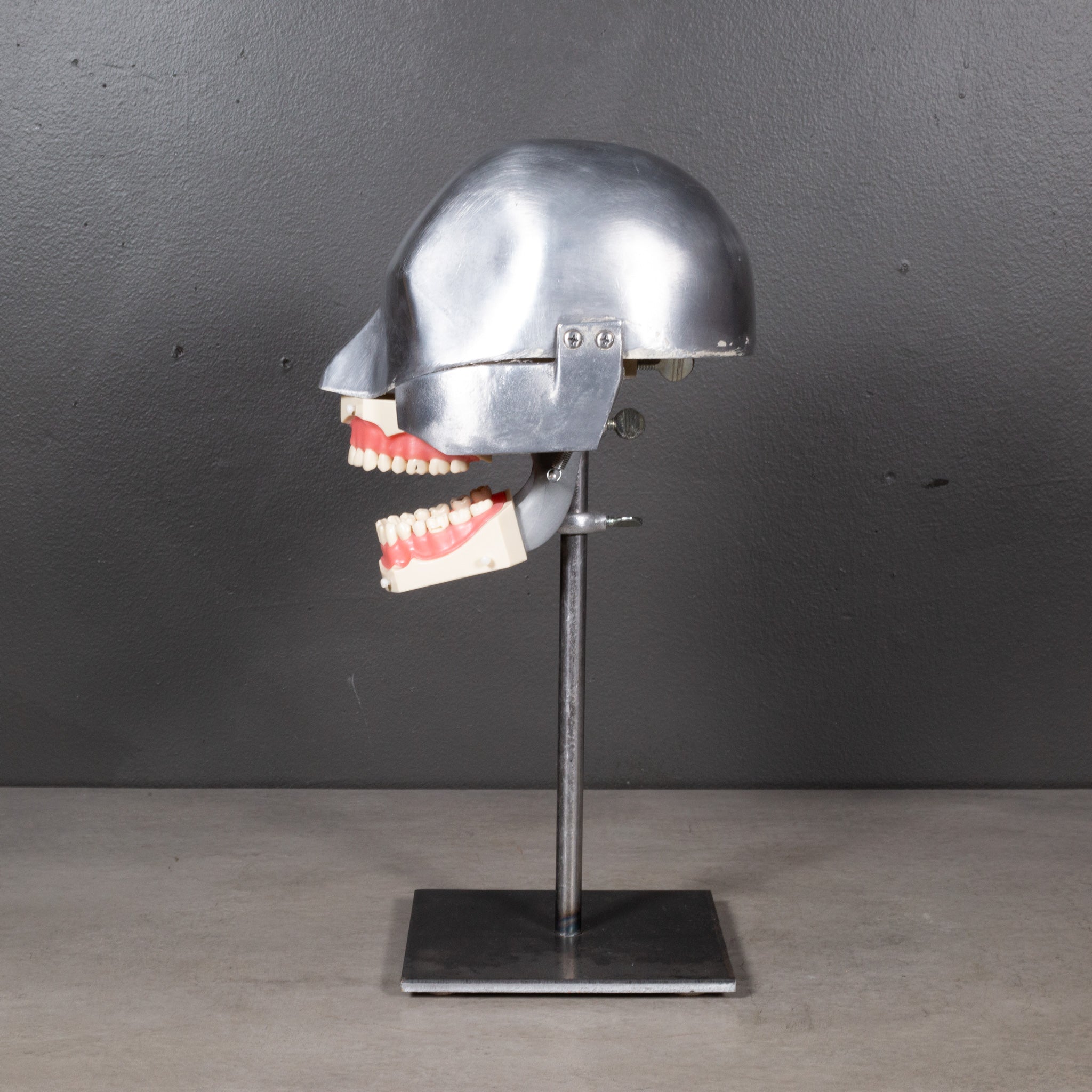 Mid-century Dental Phantom Head Model on Custom Stand c.1960s | S16 Home