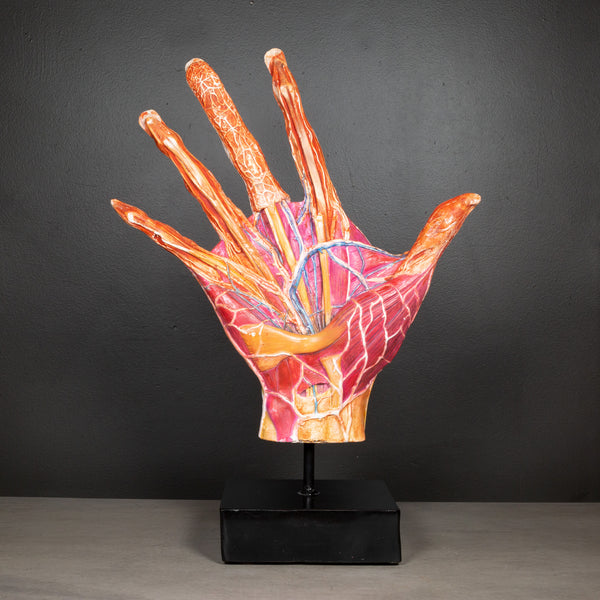 Early 20th c. French Medical Hand Model c.1920 | s16 Home – S16 Home