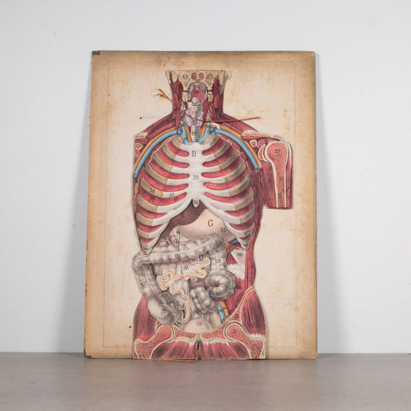 19th c. Medical Movable Atlas Book of the Human Body c.1880 | S16 Home