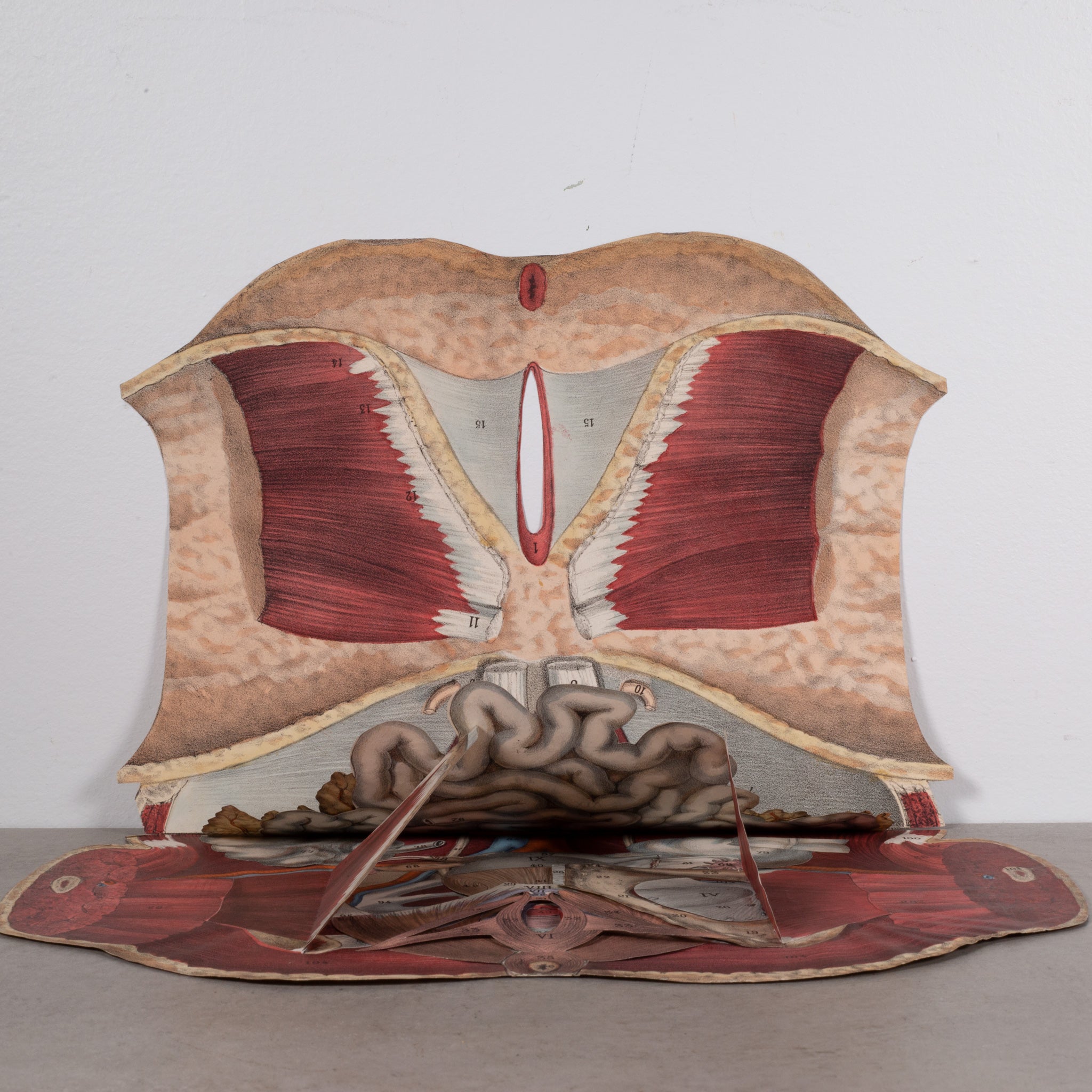 19th c. Medical Movable Atlas Book of the Human Body c.1880 | S16 Home