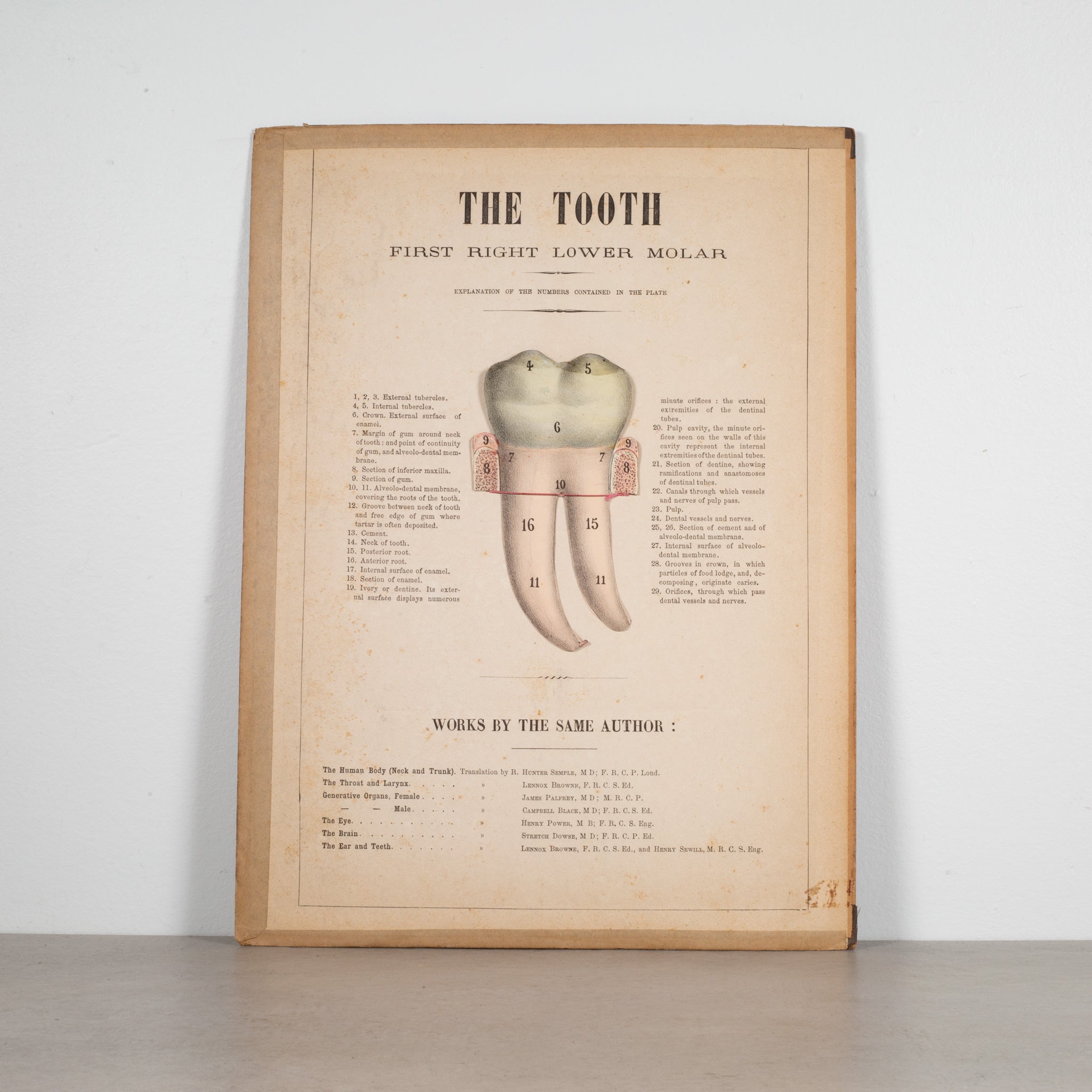 19th c. Medical Movable Atlas Book of the Human Body c.1880 | S16 Home