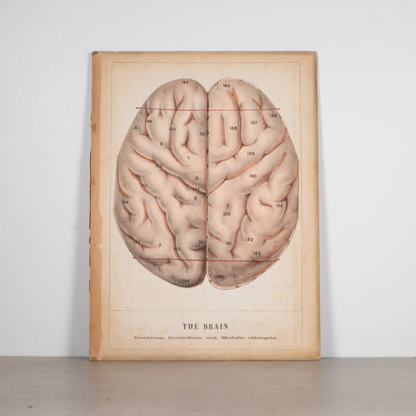 19th c. Medical Movable Atlas Book of the Human Body c.1880 | S16 Home