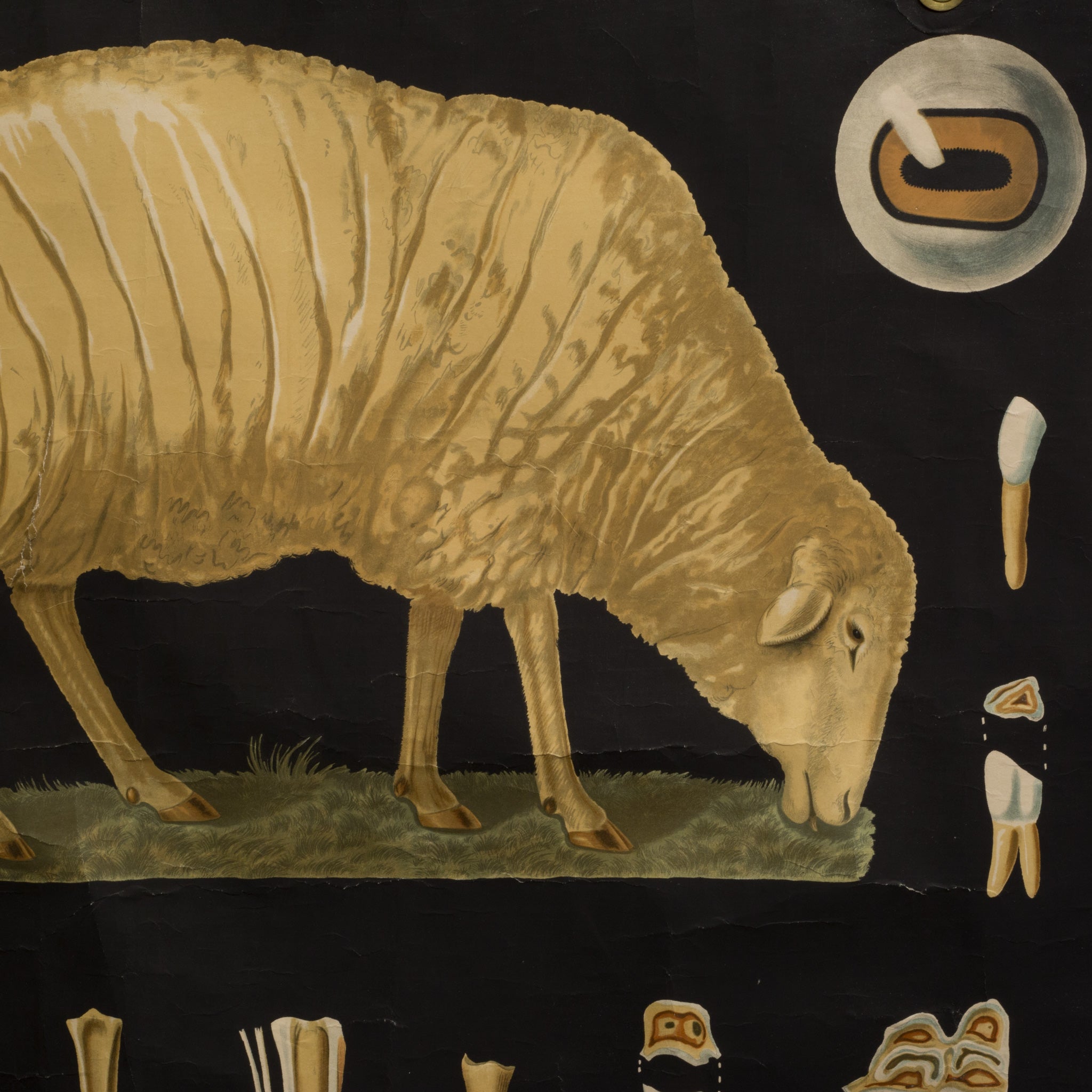 Vintage Science Class Chart of Sheep Anatomy c.1930 | S16 Home