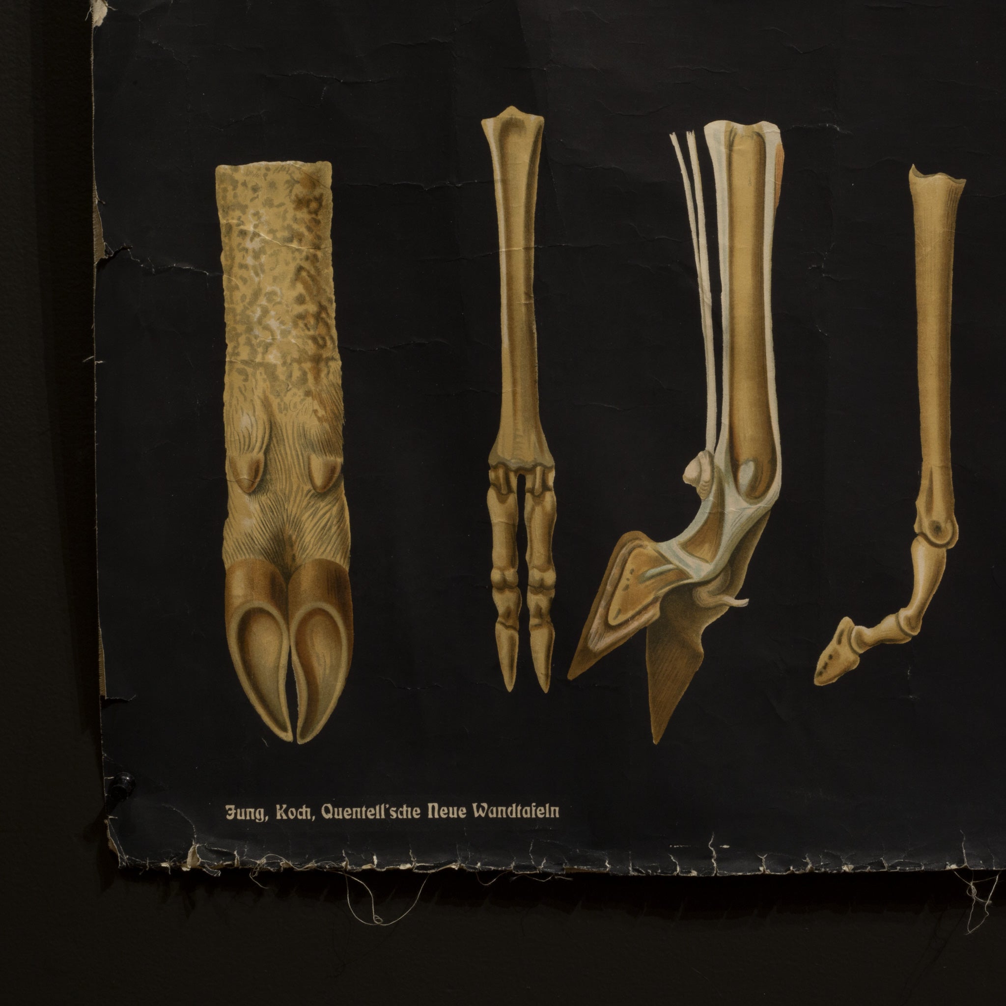 Vintage Science Class Chart of Sheep Anatomy c.1930 | S16 Home