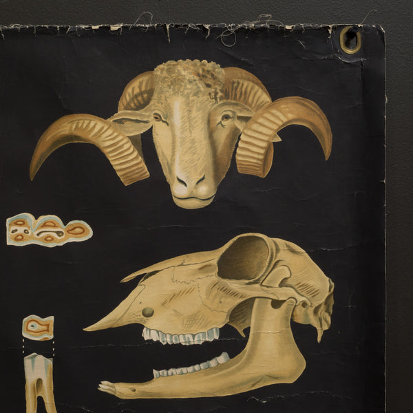 Vintage Science Class Chart of Sheep Anatomy c.1930 | S16 Home