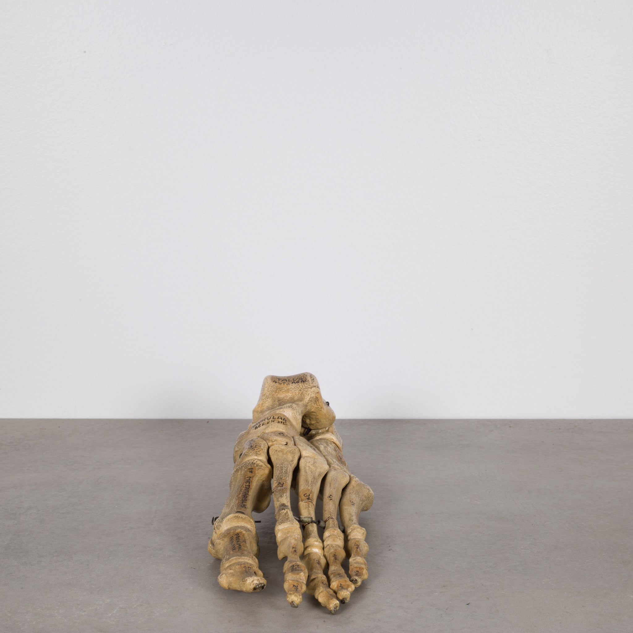 Antique Foot Skeletal Anatomical Teaching Model c.1810 – S16 Home