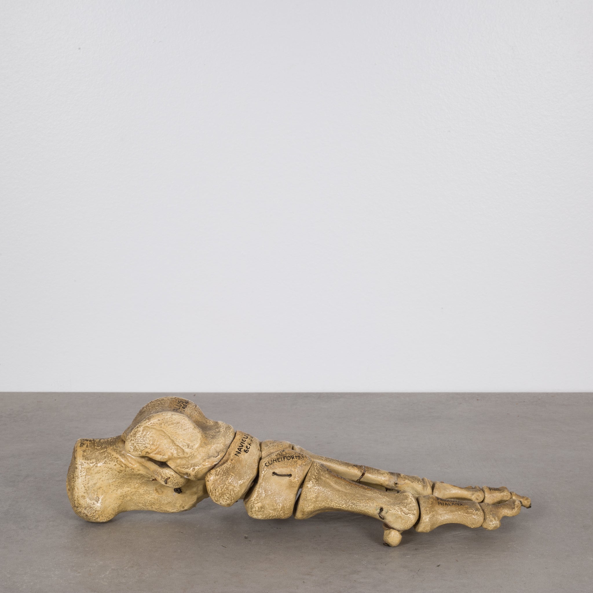 Antique Foot Skeletal Anatomical Teaching Model c.1810 – S16 Home