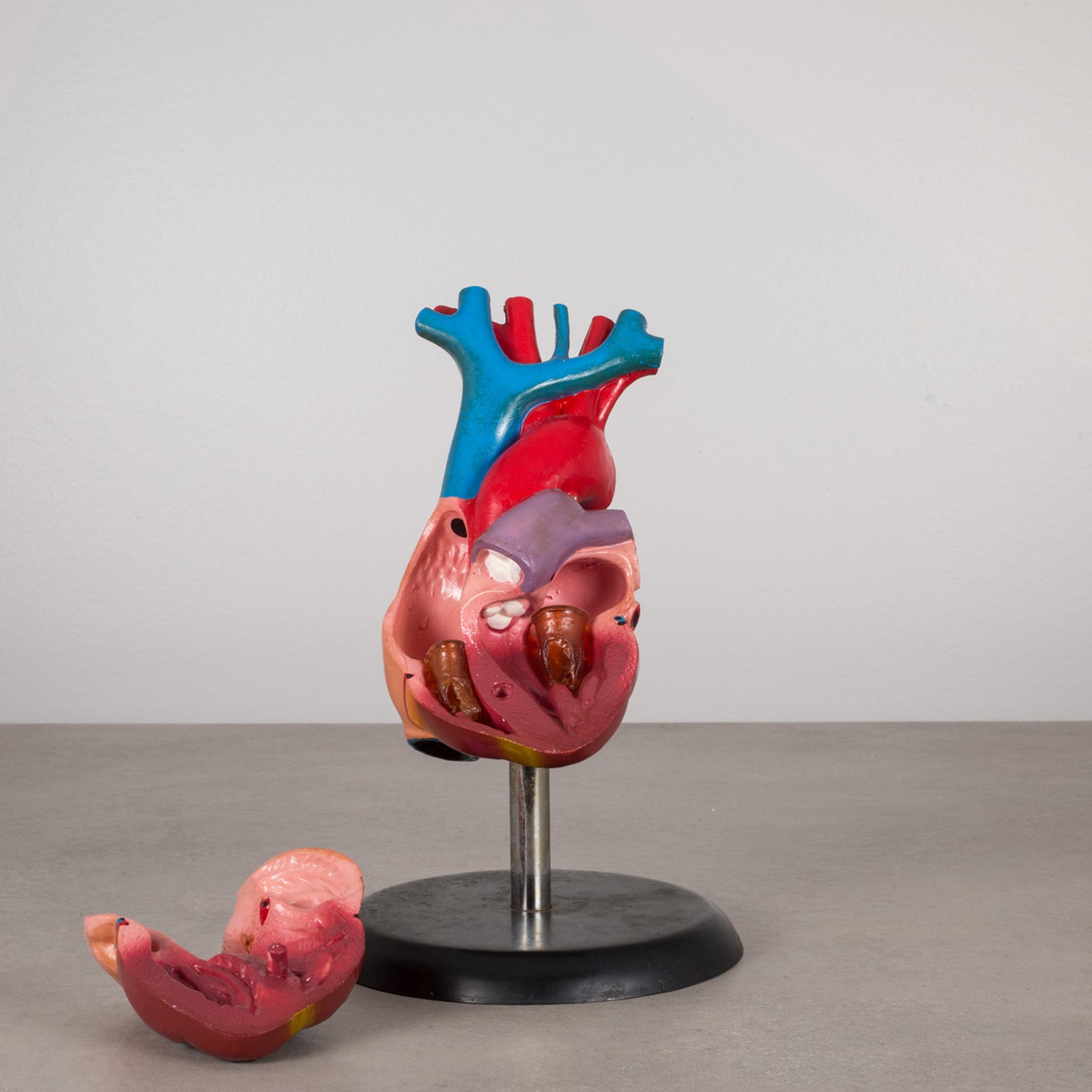 human heart display