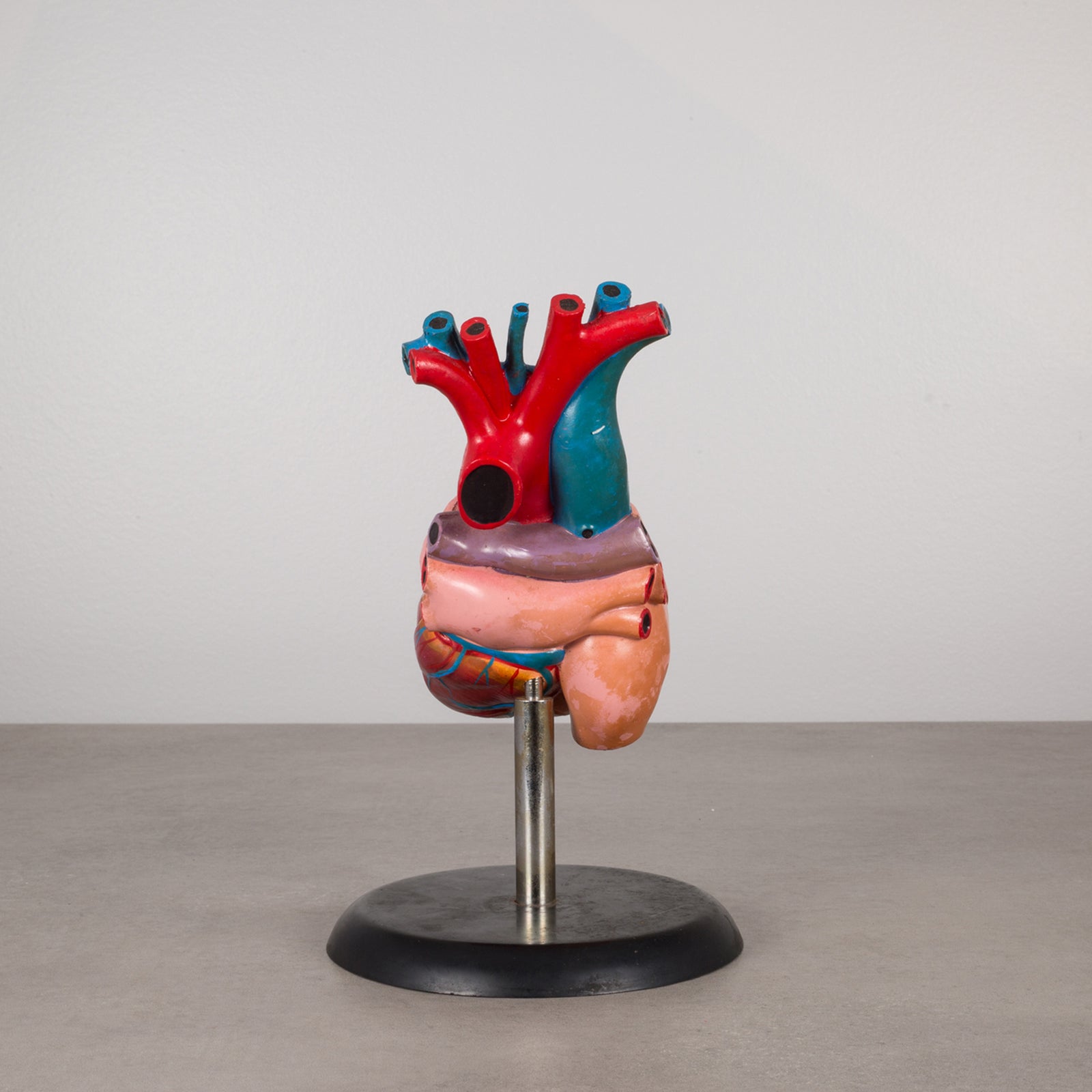 human heart display